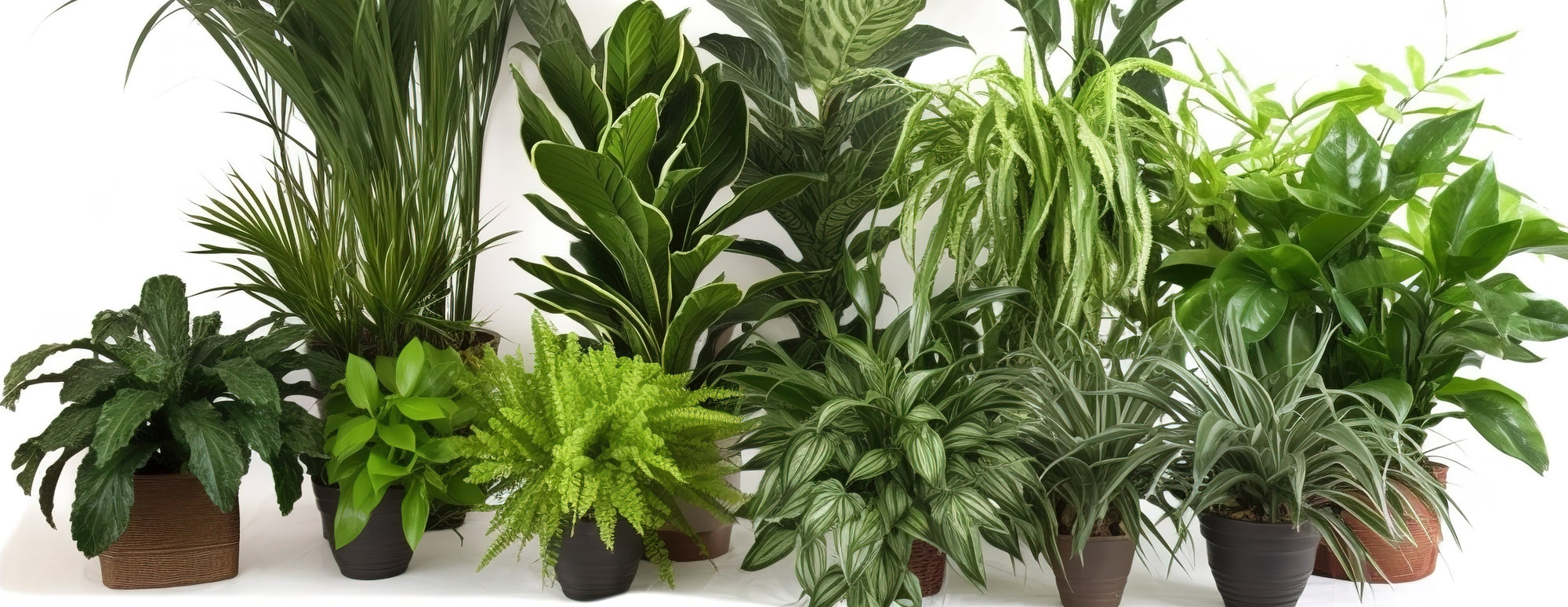Your # 1 Houseplant Experience | The Best Indoor Plants for a Lot Less ...